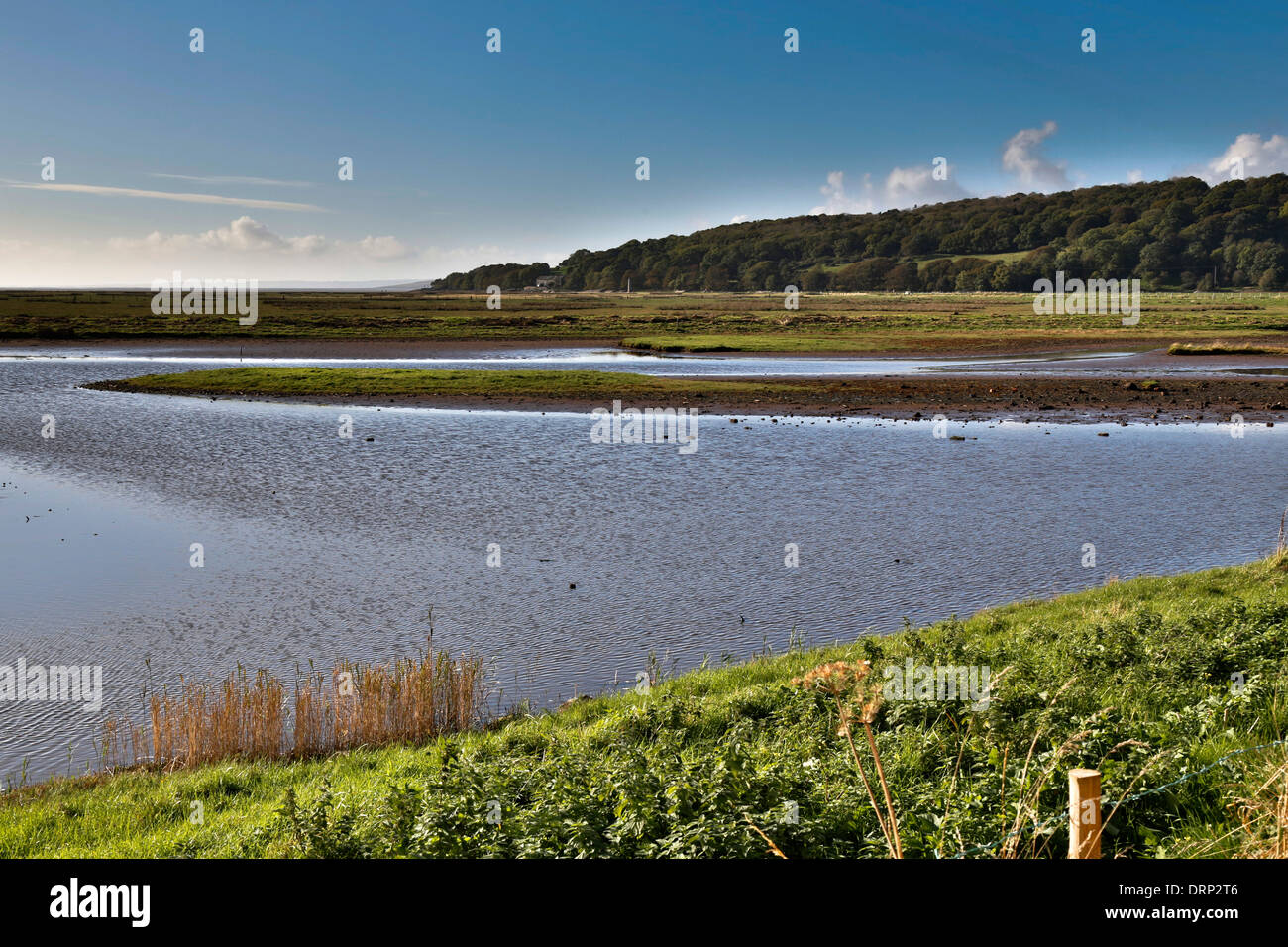 Leighton moss rspb hi-res stock photography and images - Alamy