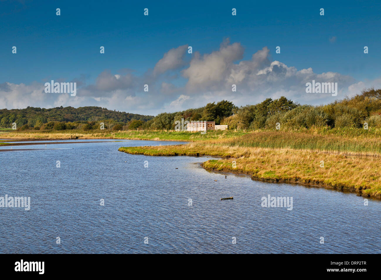 Leighton moss rspb reserve saltmarsh hi-res stock photography and ...