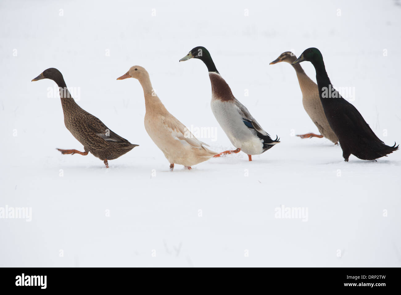 Indian Runner Ducks in the snow on a farm Stock Photo - Alamy