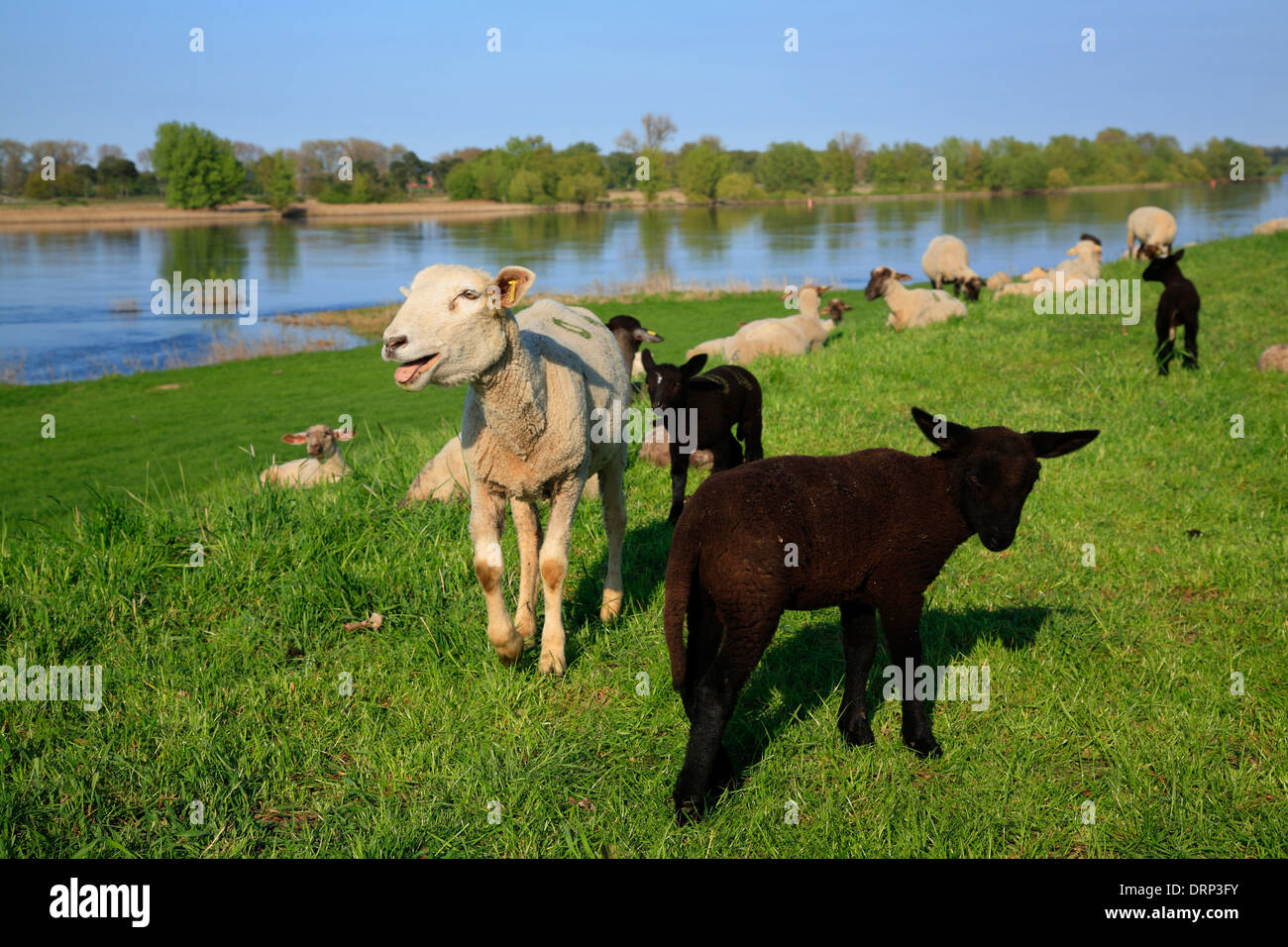 River dike hi-res stock photography and images - Alamy