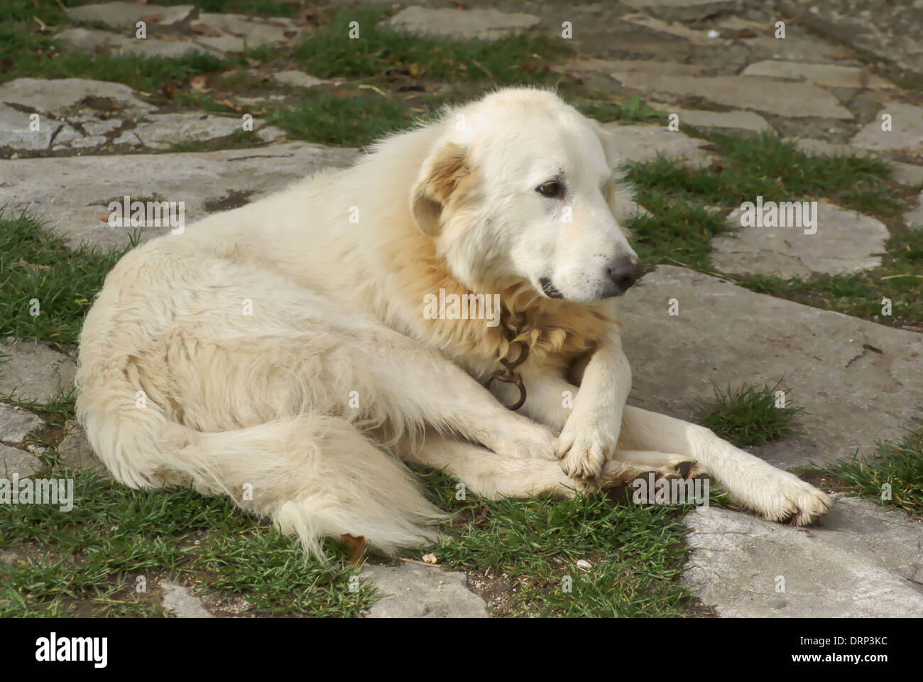 labrador dog italy Stock Photo - Alamy