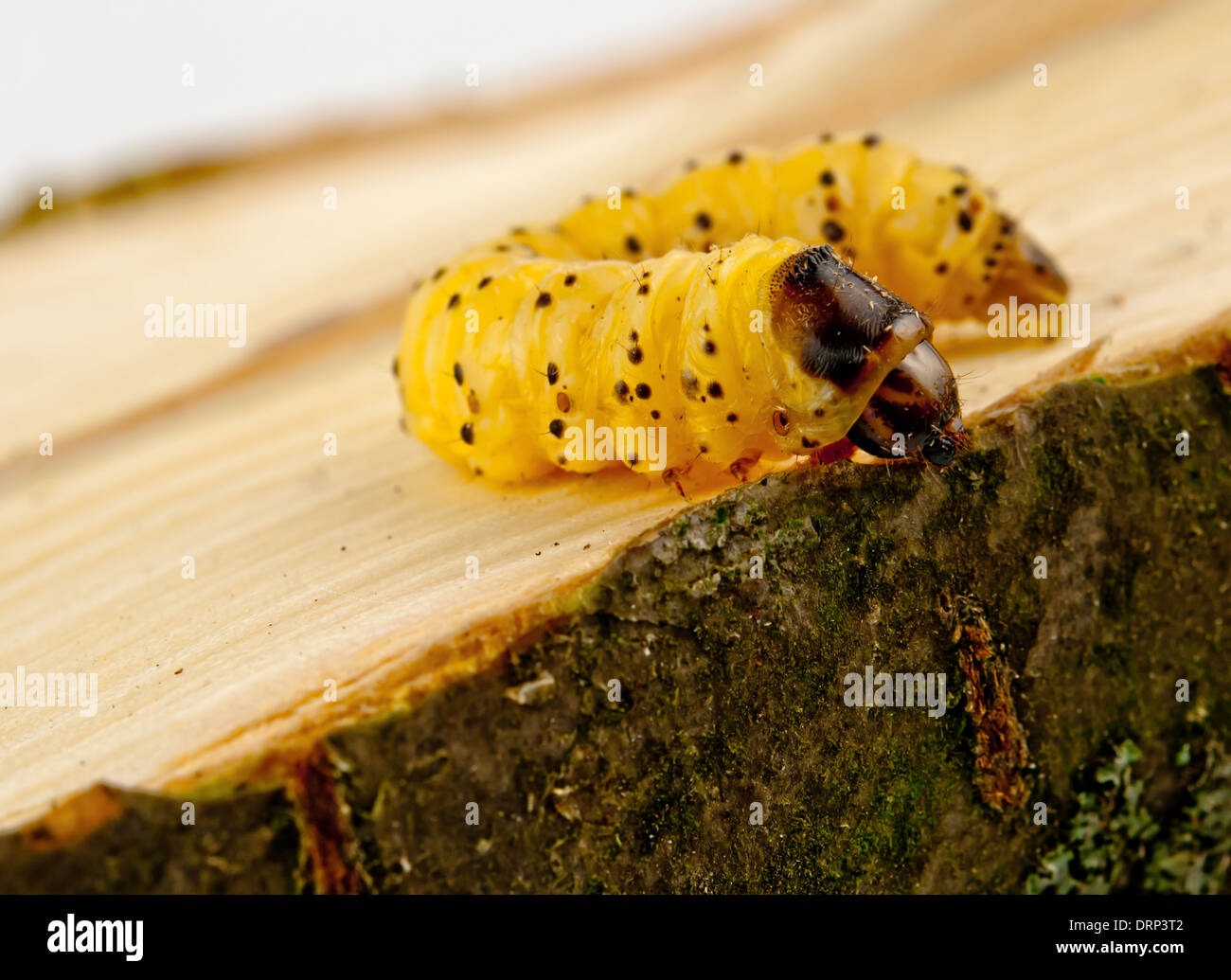 little woodworm lies on tree Stock Photo - Alamy