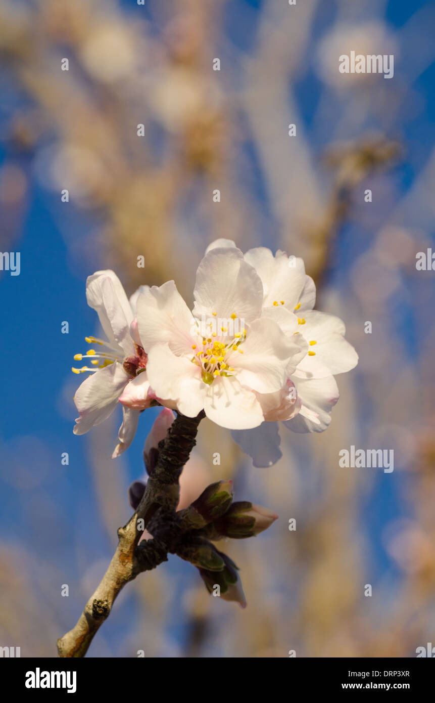 Almond tree flower against the background of the flowering tree Stock ...