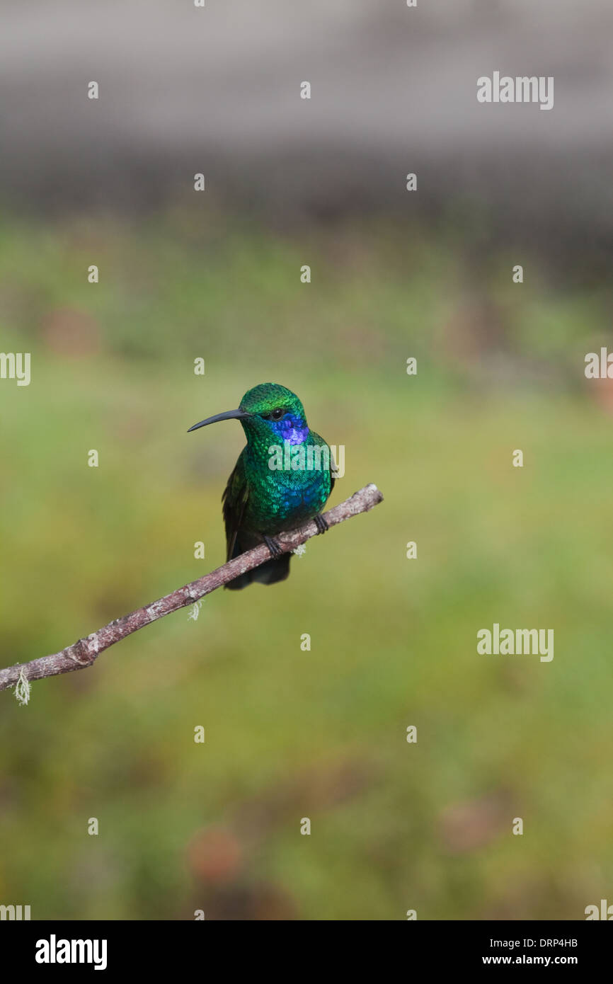 Colibri birds hi-res stock photography and images - Alamy