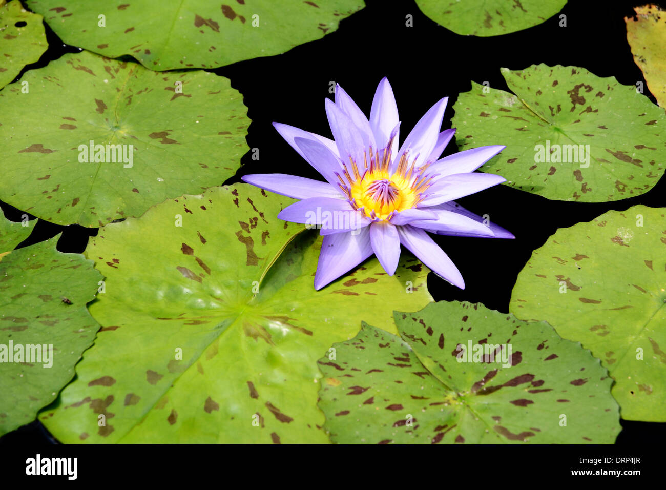 Macro of a purple lotus flower Stock Photo - Alamy