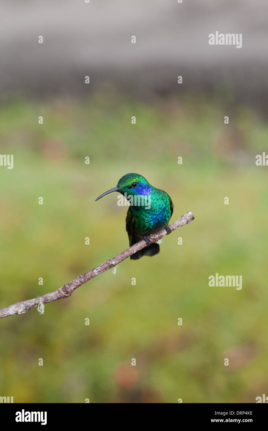 Green Violet-ear Hummingbird (Colibri thalassinus Stock Photo - Alamy
