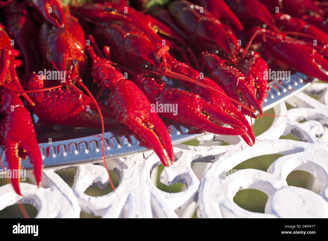 Flusskrebse hi-res stock photography and images - Alamy