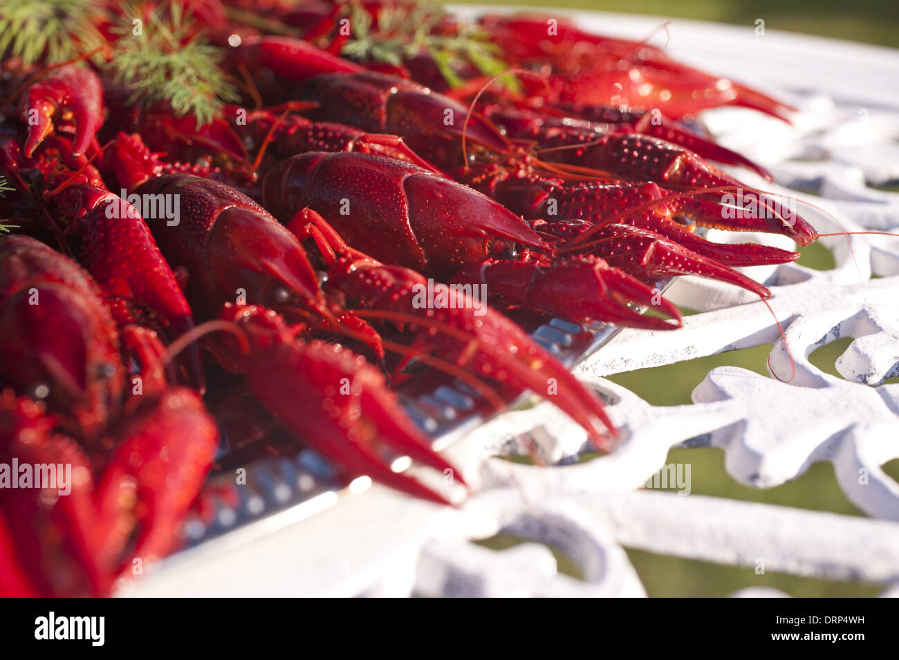 Flusskrebse hi-res stock photography and images - Alamy