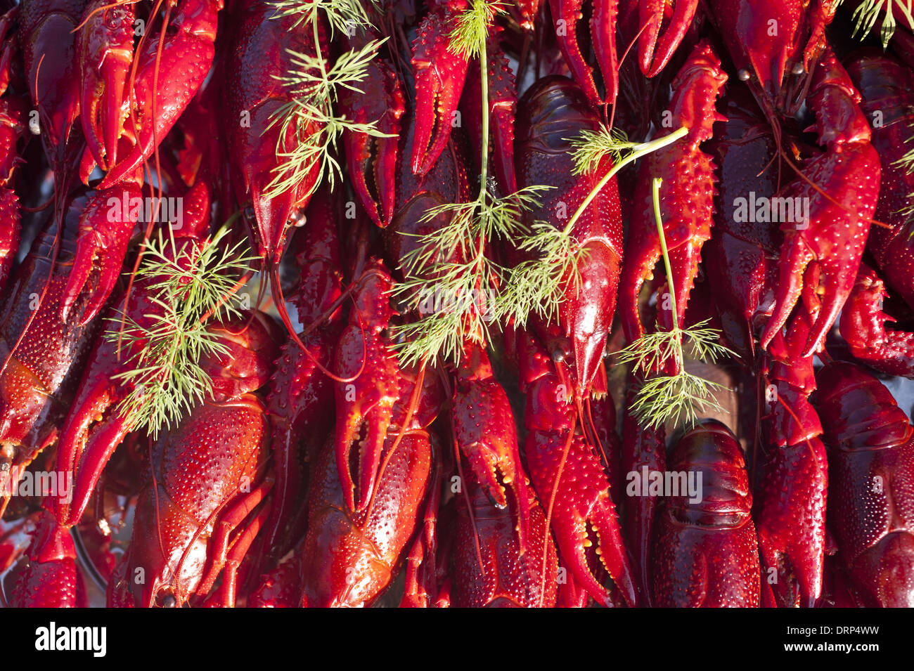 Flusskrebse hi-res stock photography and images - Alamy