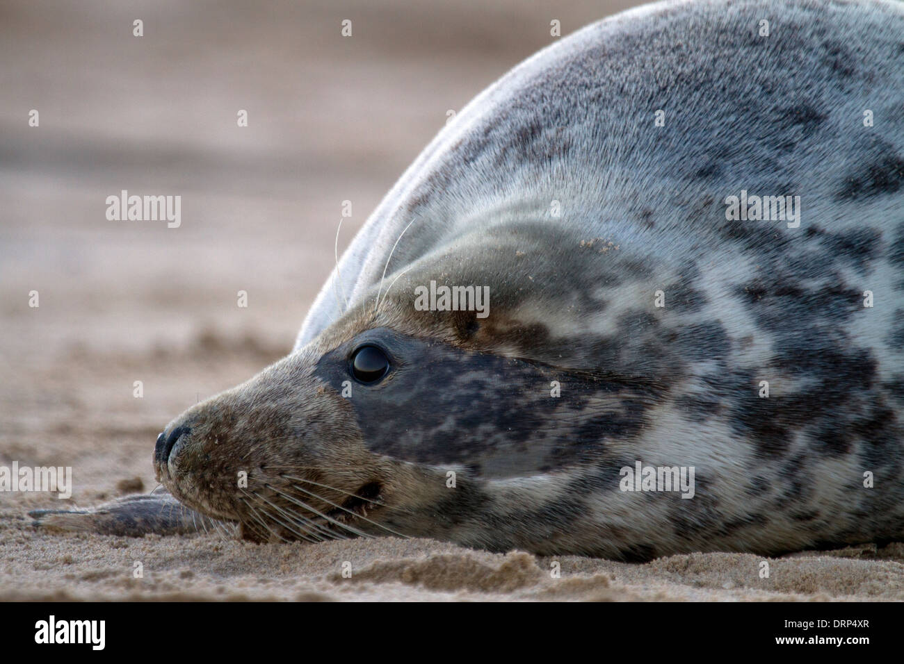 Female Grey Seal, Halichoerus grypus portrait on the beach Stock Photo ...