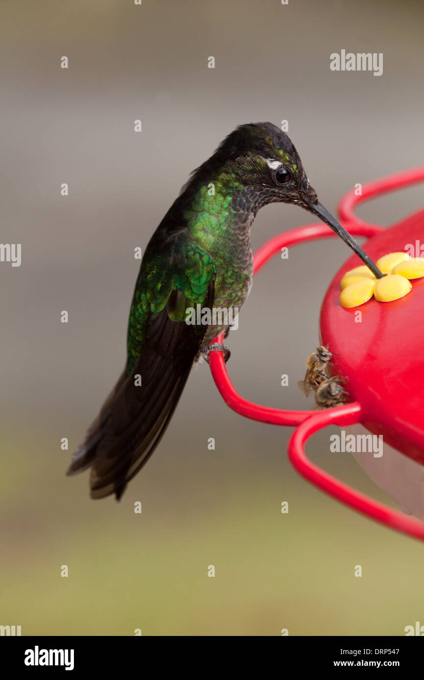 Hummingbird water hi-res stock photography and images - Alamy