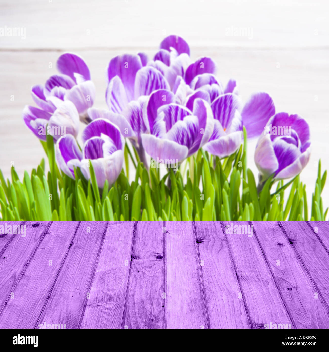 Spring background with crocuses and wooden panel Stock Photo - Alamy