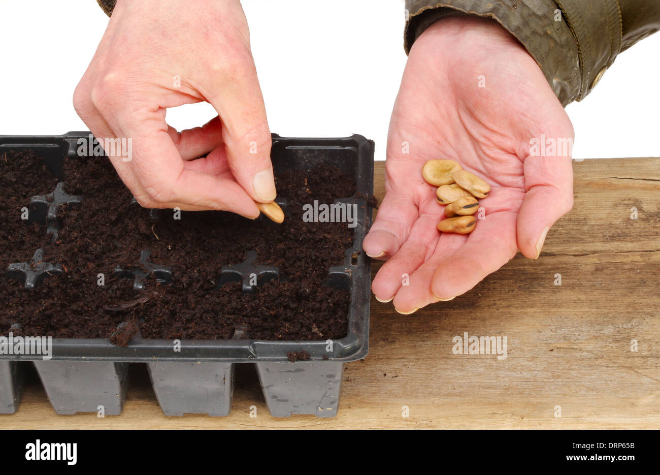 Hands planting broad bean seeds into cells on a potting bench Stock ...