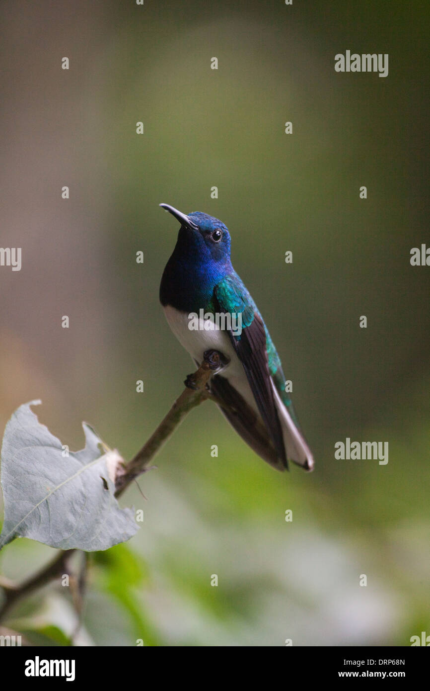 White-necked Jacobin Hummingbird (Florisuga mellivora). Male. Costa ...