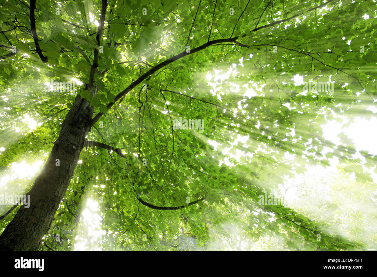 Sunbeam glow hi-res stock photography and images - Alamy