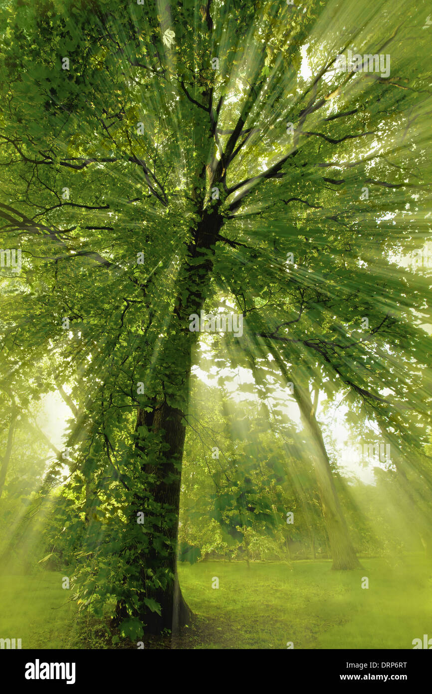 Radiance sunbeam hi-res stock photography and images - Alamy