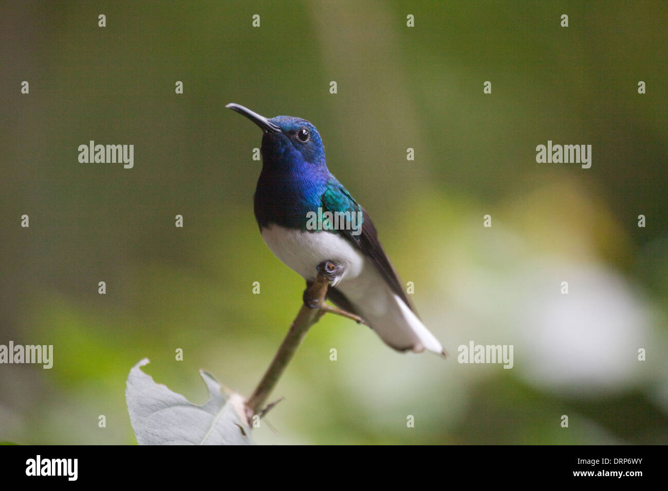 Jacobin bird hi-res stock photography and images - Alamy