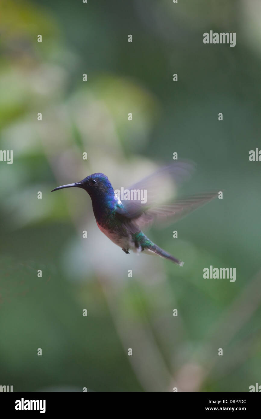 White-necked Jacobin Hummingbird (Florisuga mellivora). Male. Costa ...