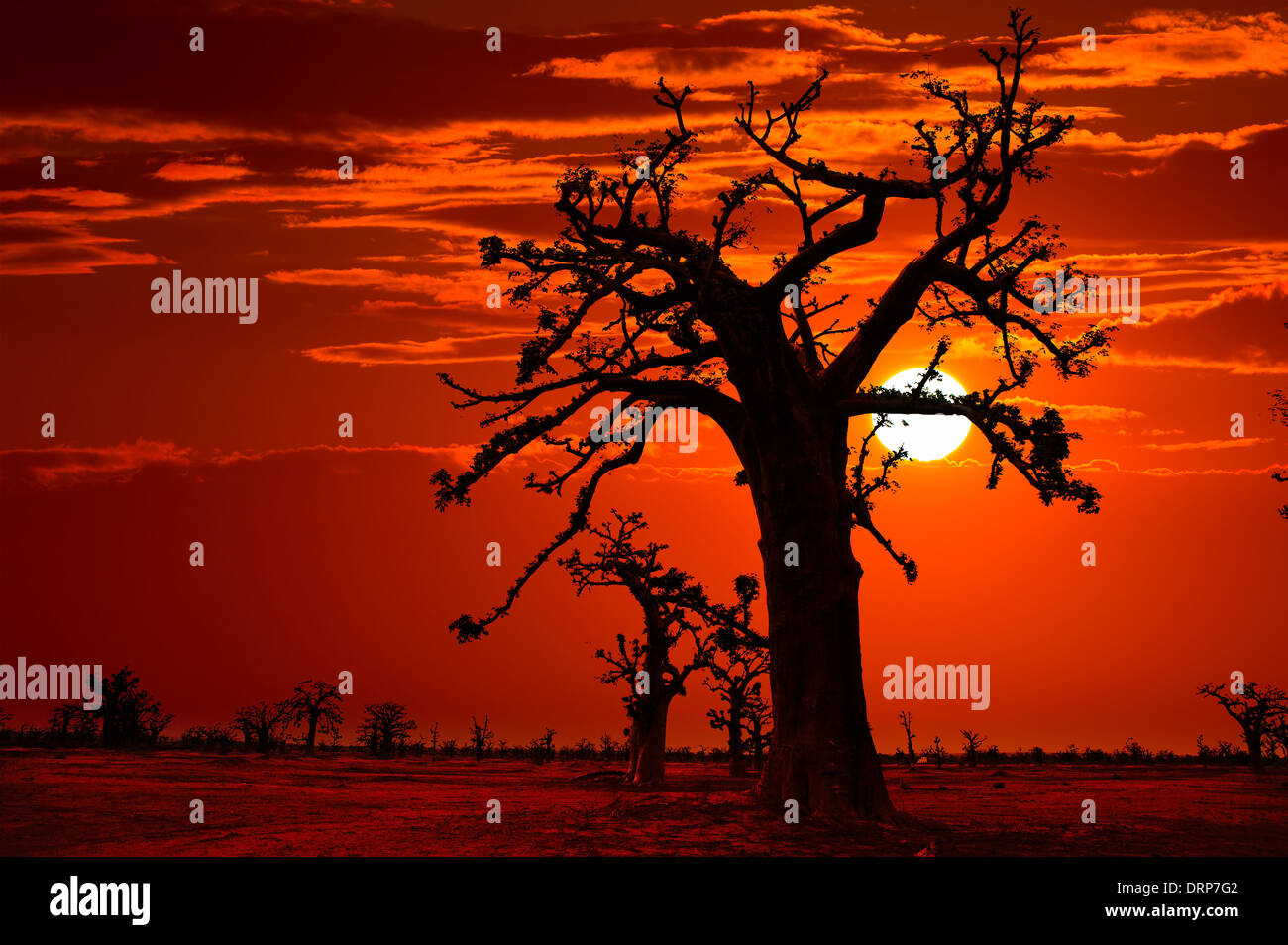 Baobab tree cloudy sky hi-res stock photography and images - Alamy