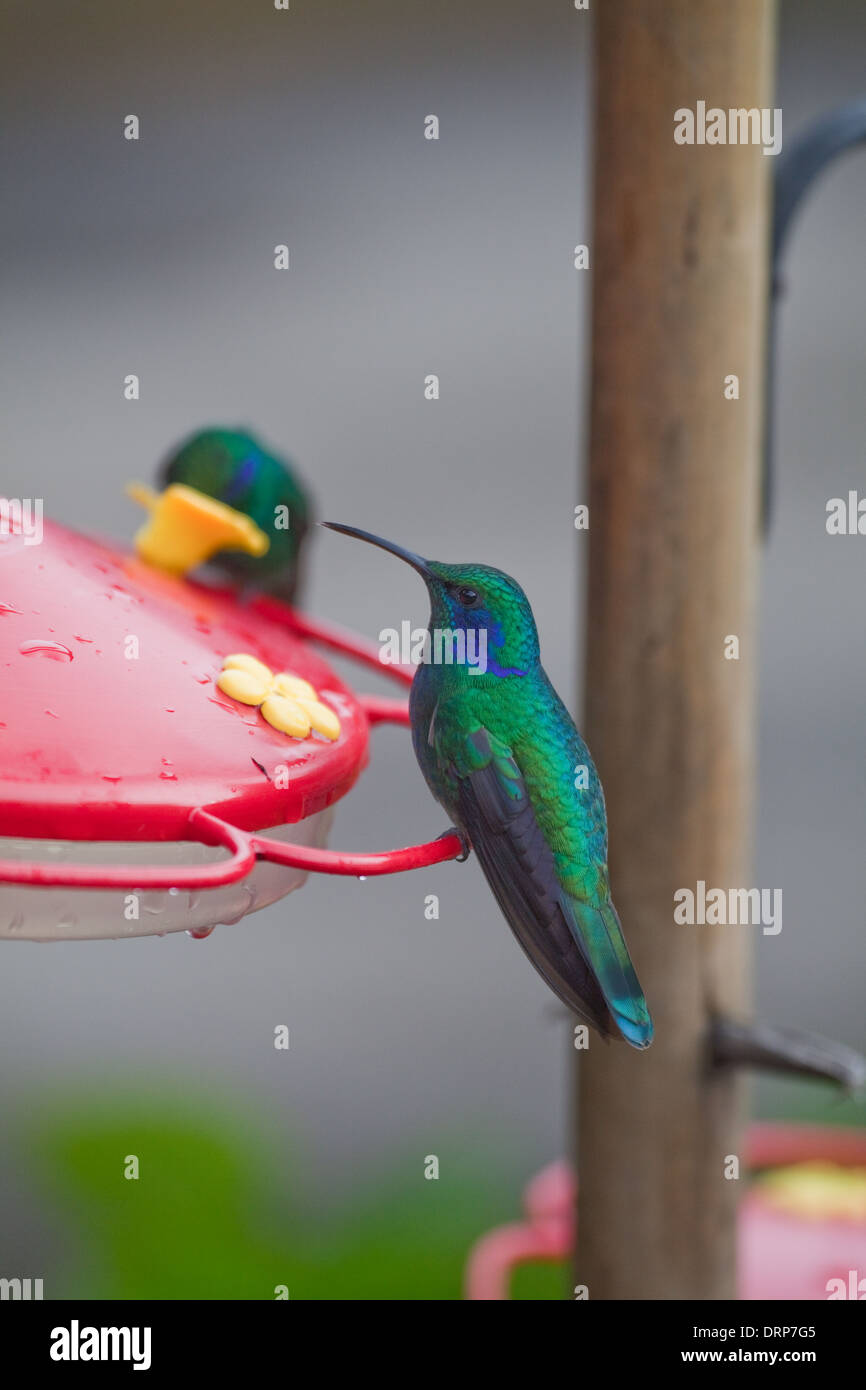 Green Violet-ear Hummingbird (Colibri thalassinus). Sitting on a sugar ...