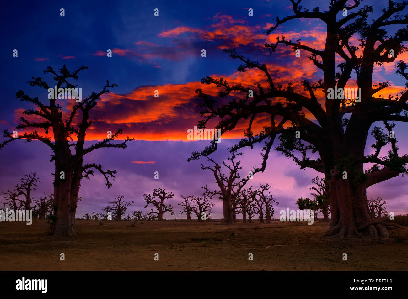 Africa sunset in Baobab trees colorful sky Stock Photo - Alamy