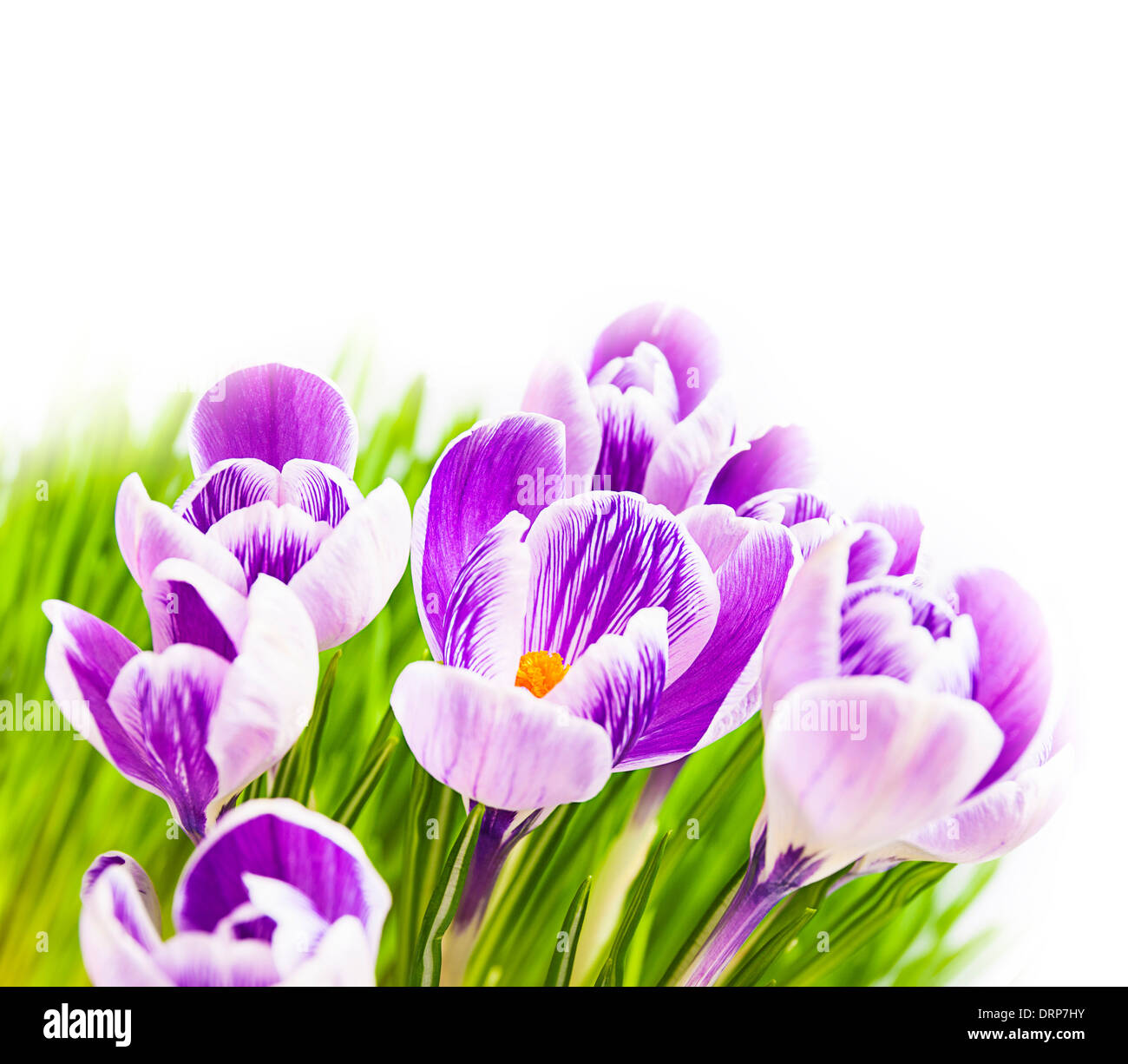 Purple crocus against white background Stock Photo - Alamy