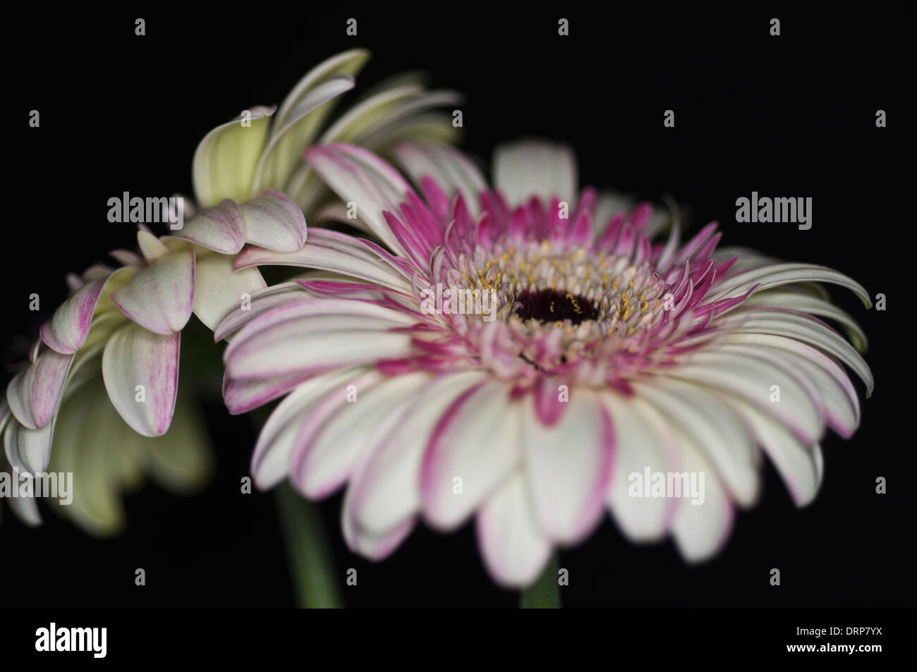 Close up gerbera daisy stamens hi-res stock photography and images - Alamy