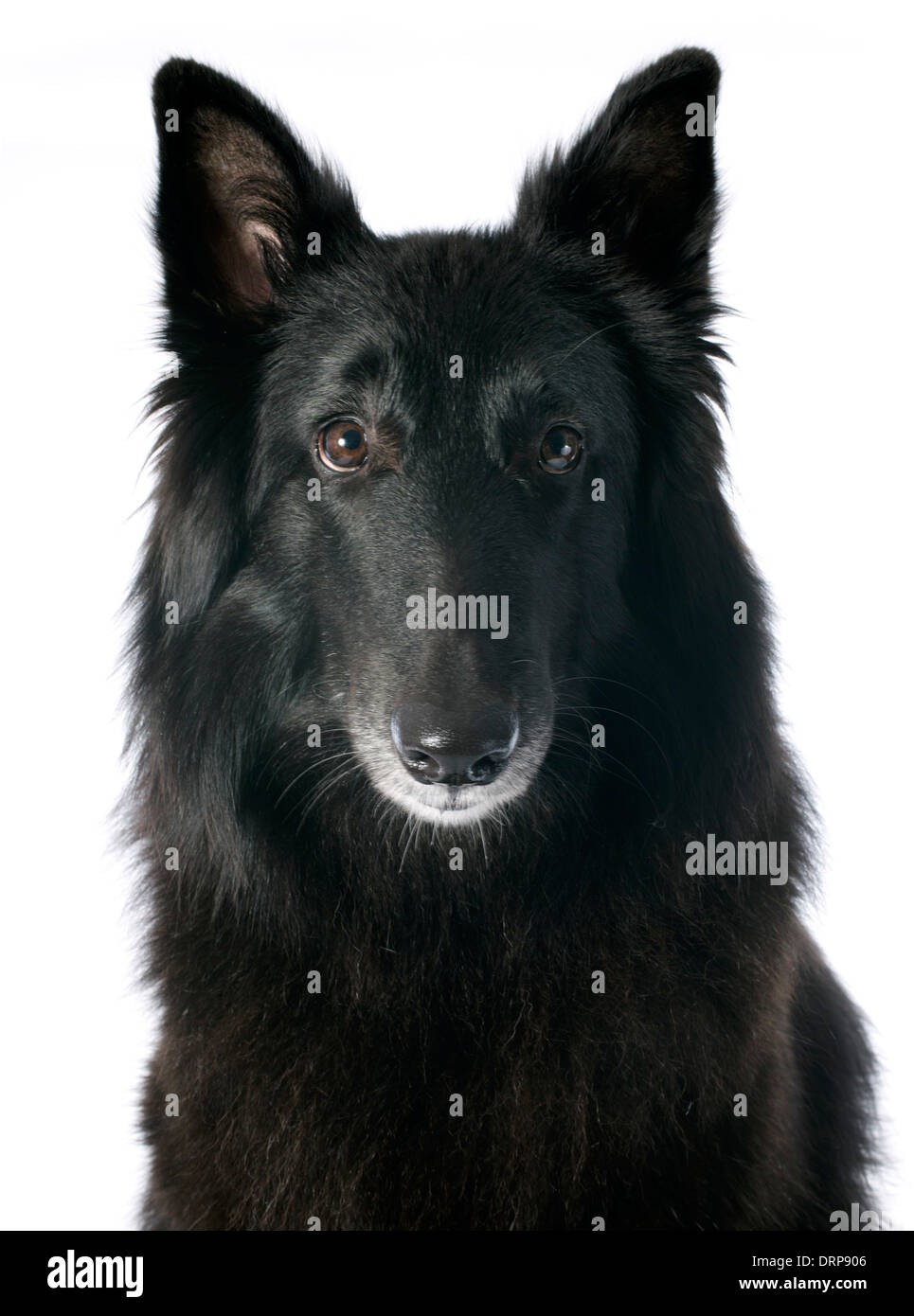 picture of a purebred belgian sheepdog groenendael Stock Photo - Alamy