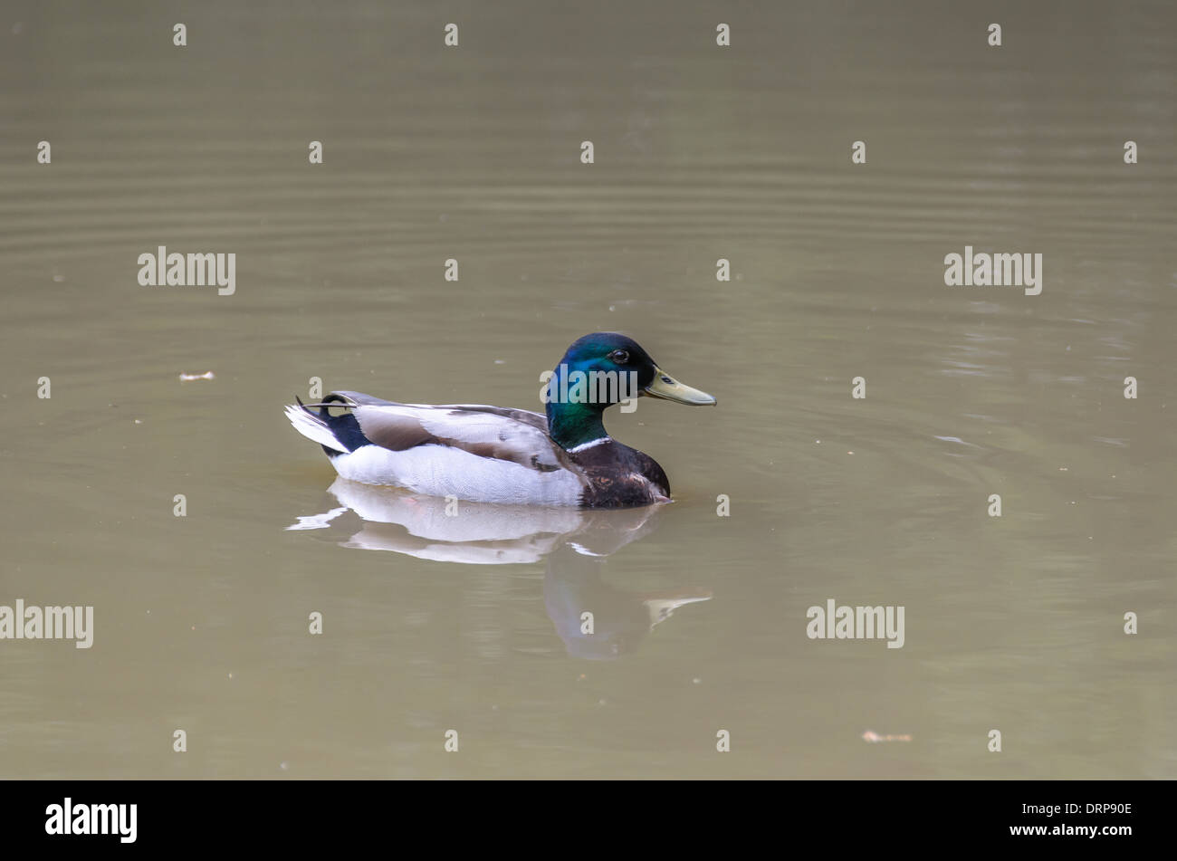 Dirty duck hi-res stock photography and images - Alamy