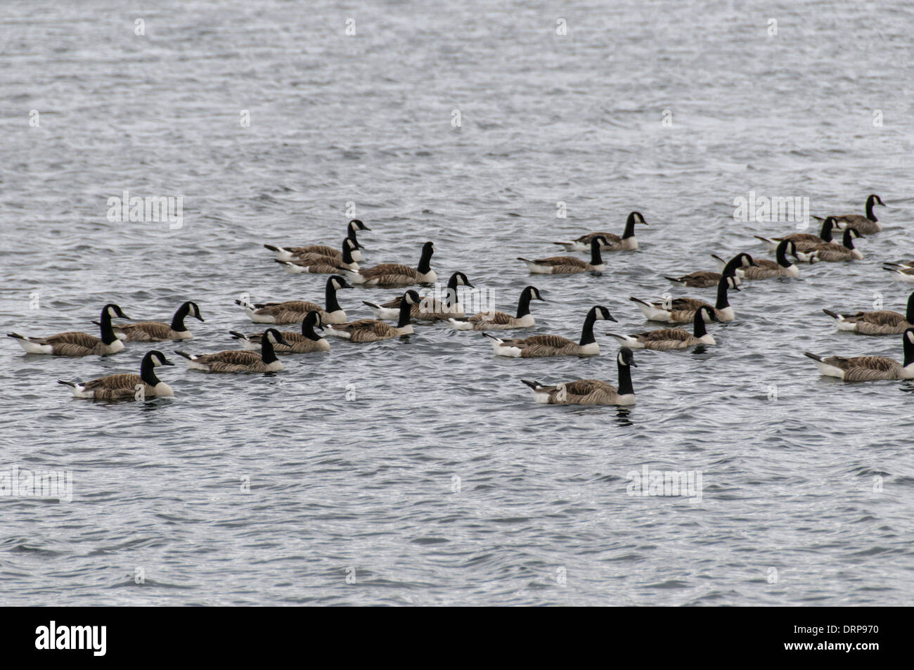 Group baby ducks hi-res stock photography and images - Alamy