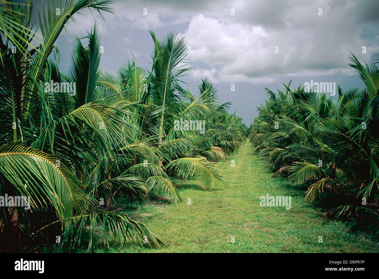 Path through palm tree plantation in Florida Stock Photo - Alamy