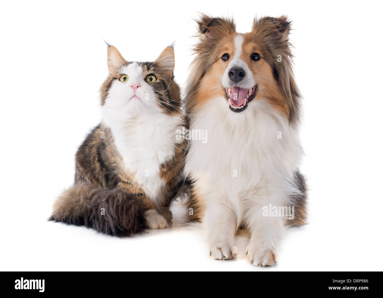 portrait of a purebred shetland dog and maine coon cat in front of ...