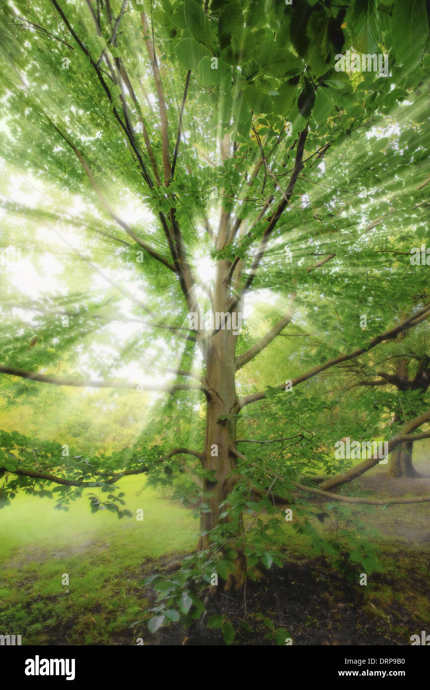 Sunbeam glow hi-res stock photography and images - Alamy