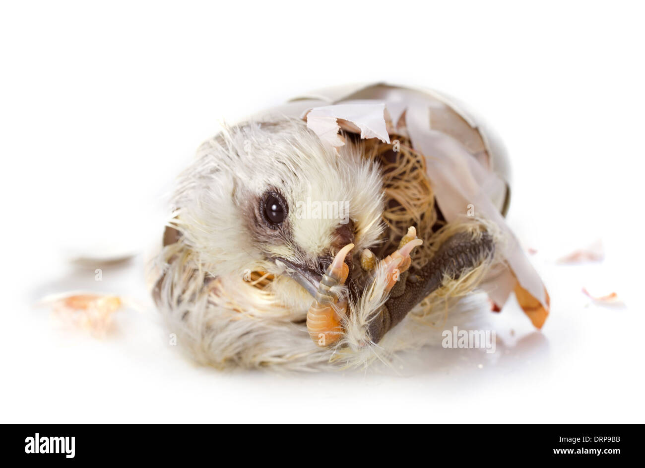 hatching of a chick in front of white background Stock Photo - Alamy