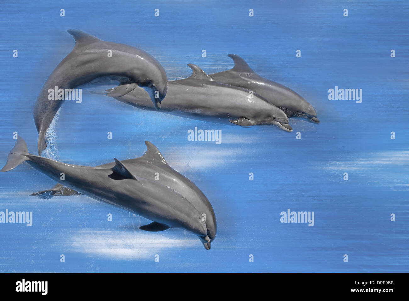 Dolphin springen hi-res stock photography and images - Alamy