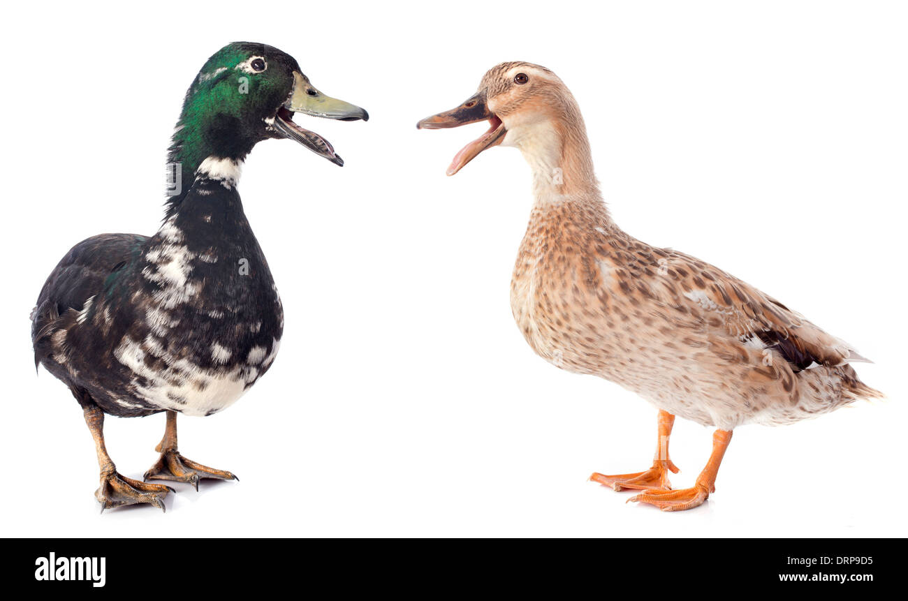 two ducks in front of white background Stock Photo - Alamy