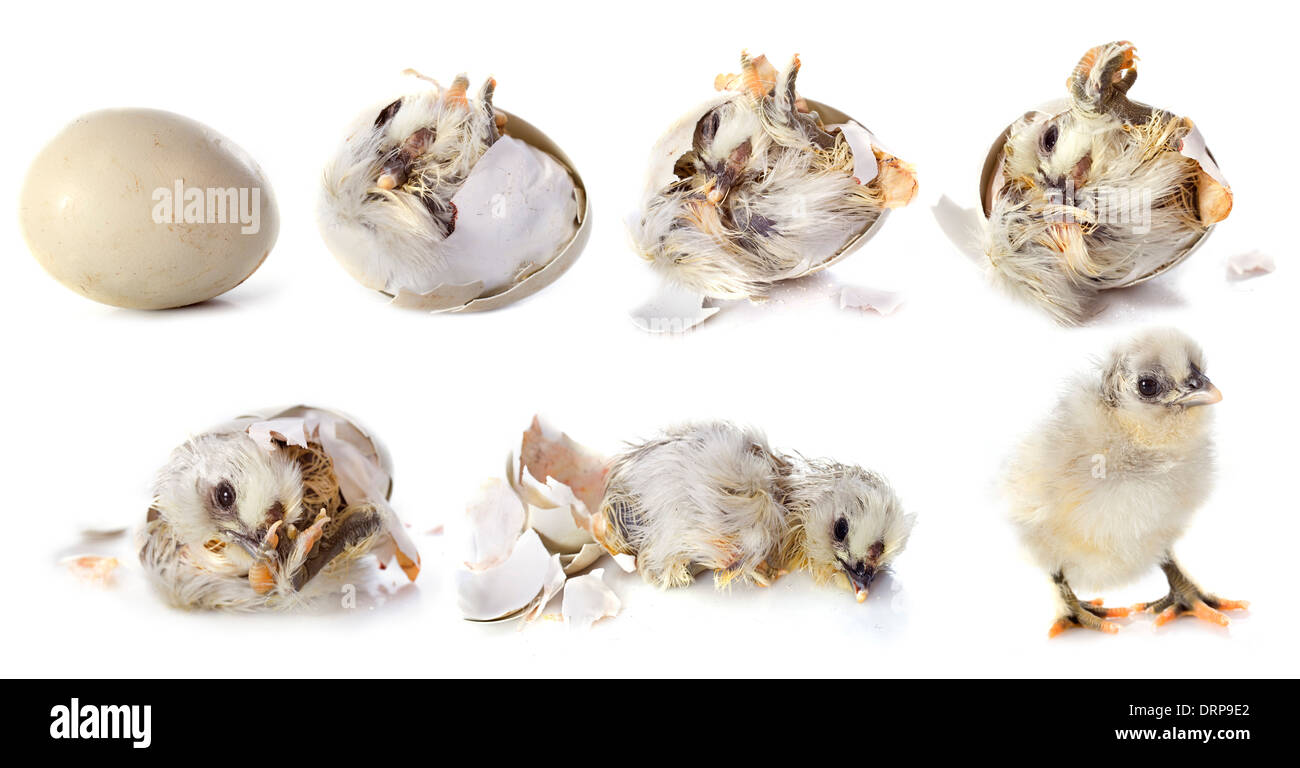 evolution of hatching in front of white background Stock Photo - Alamy