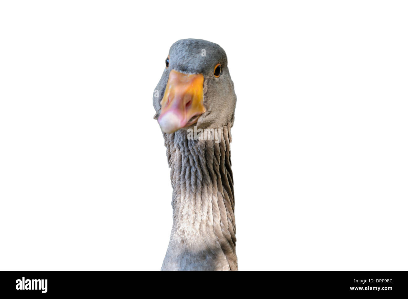 Grey goose face closeup on a white background Stock Photo - Alamy