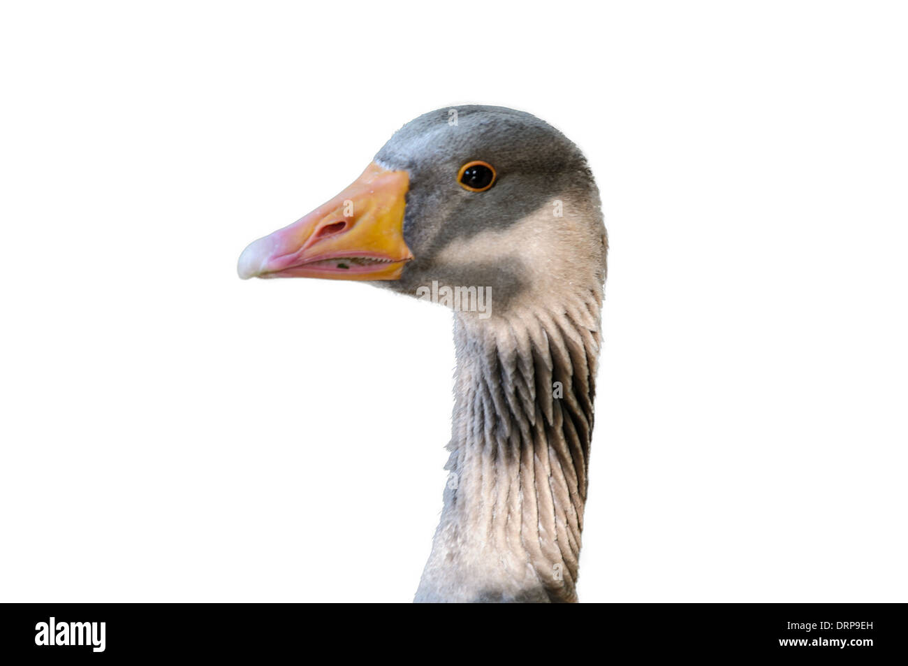 Grey goose face closeup on a white background Stock Photo - Alamy