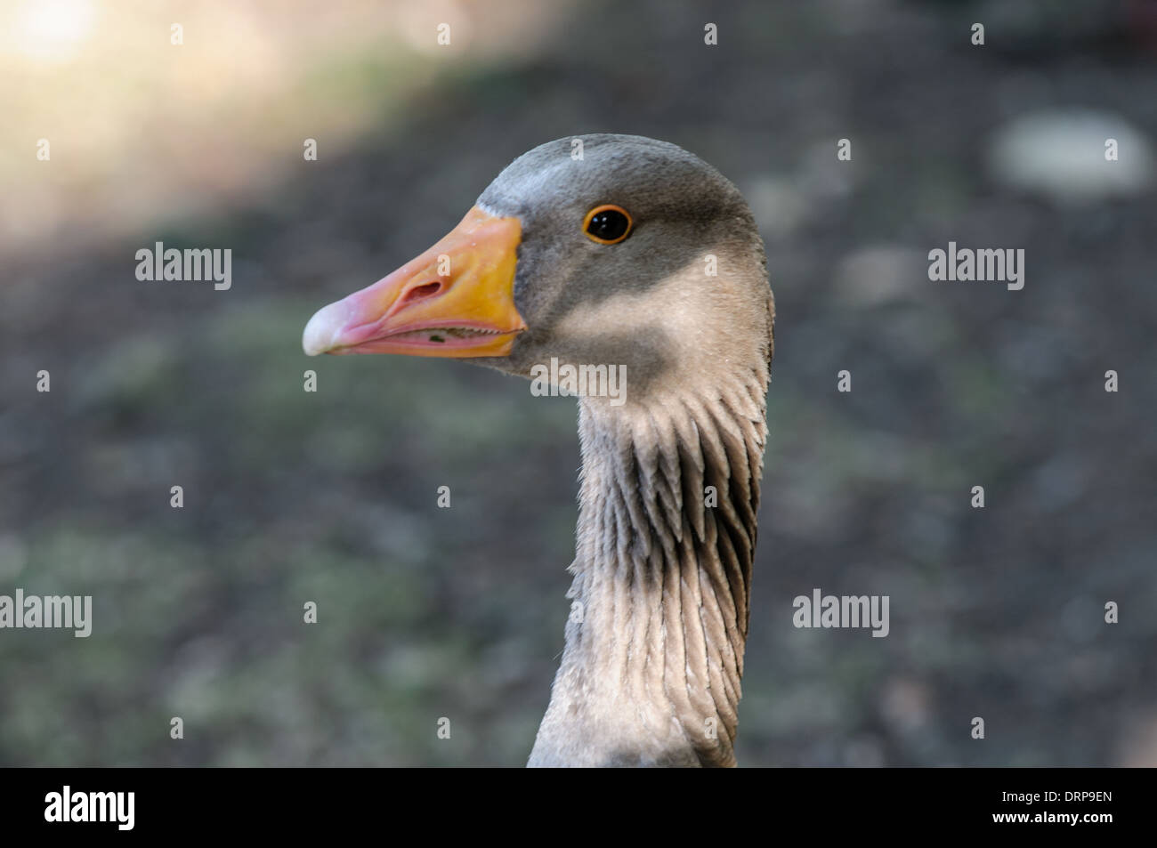 Grey goose in a park looking toward you. Face closeup Stock Photo - Alamy