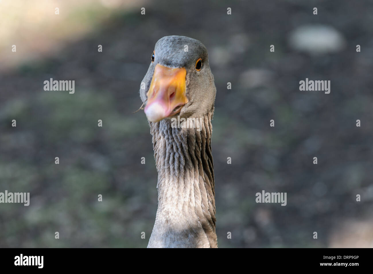 Grey goose in a park looking toward you. Face closeup Stock Photo - Alamy
