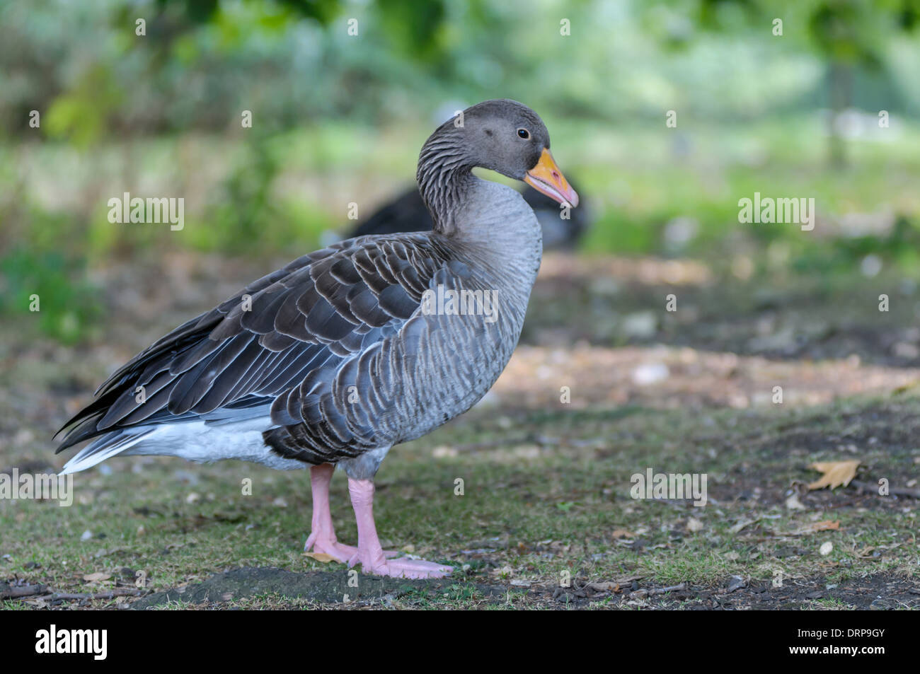 Colourful goose hi-res stock photography and images - Alamy
