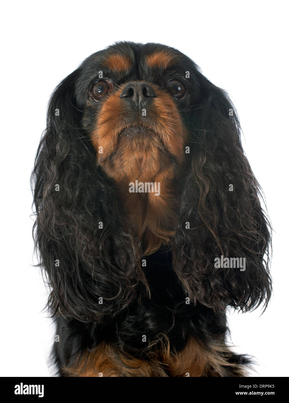 cavalier king charles in front of white background Stock Photo - Alamy