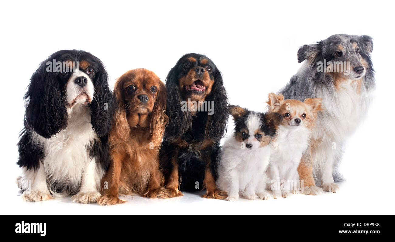 six dogs in front of white background Stock Photo - Alamy