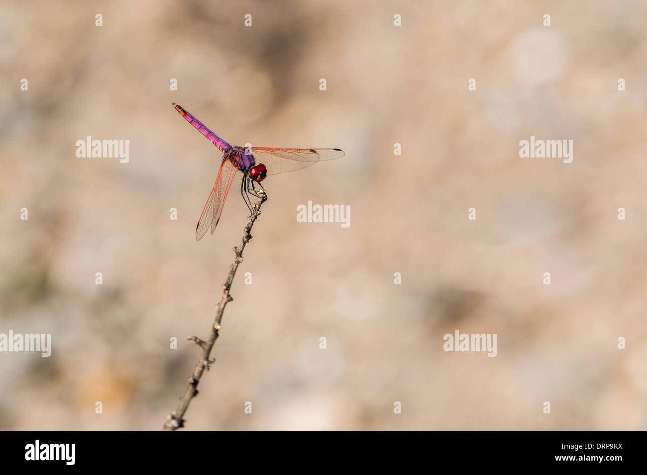 Dragonfly, Lake Baringo, Kenya Stock Photo - Alamy