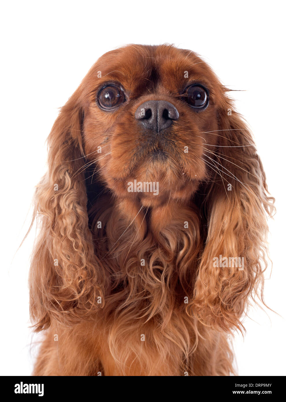 cavalier king charles in front of white background Stock Photo - Alamy
