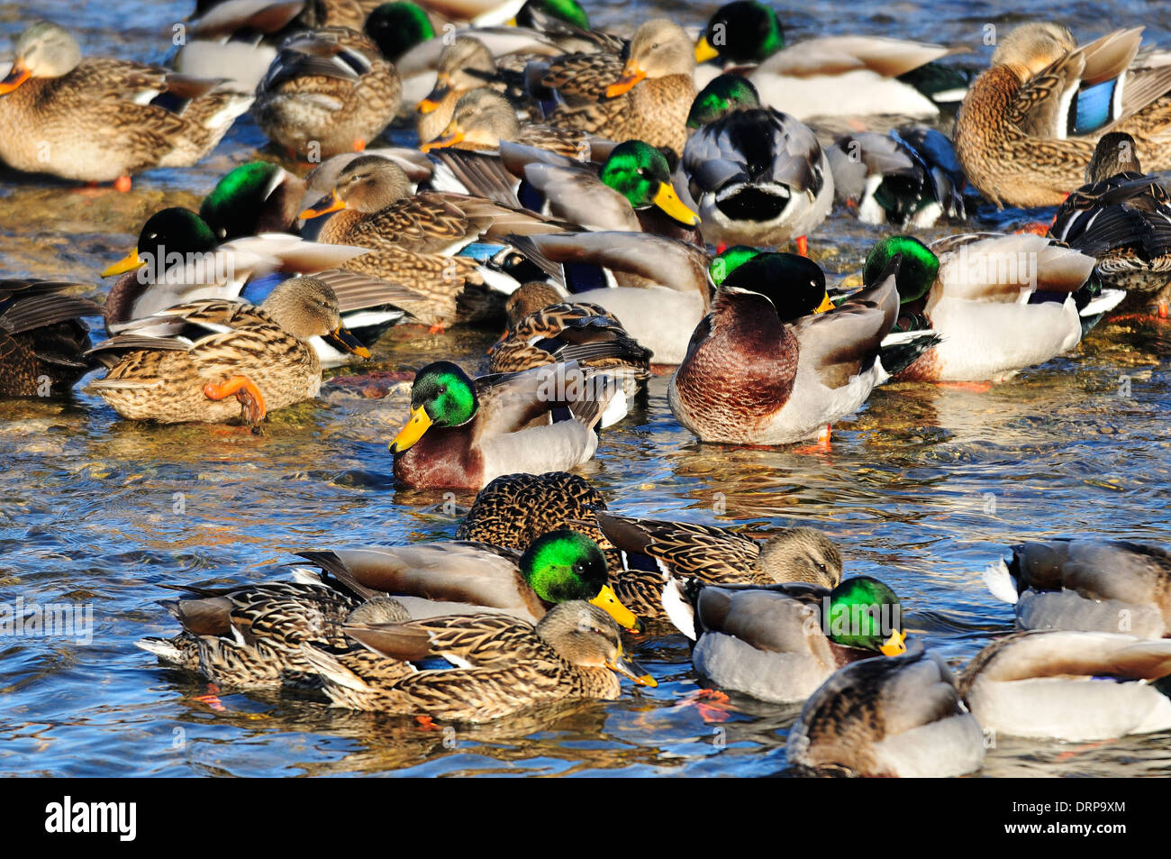 Group of Mallard ducks congregating around a shallow area Stock Photo ...
