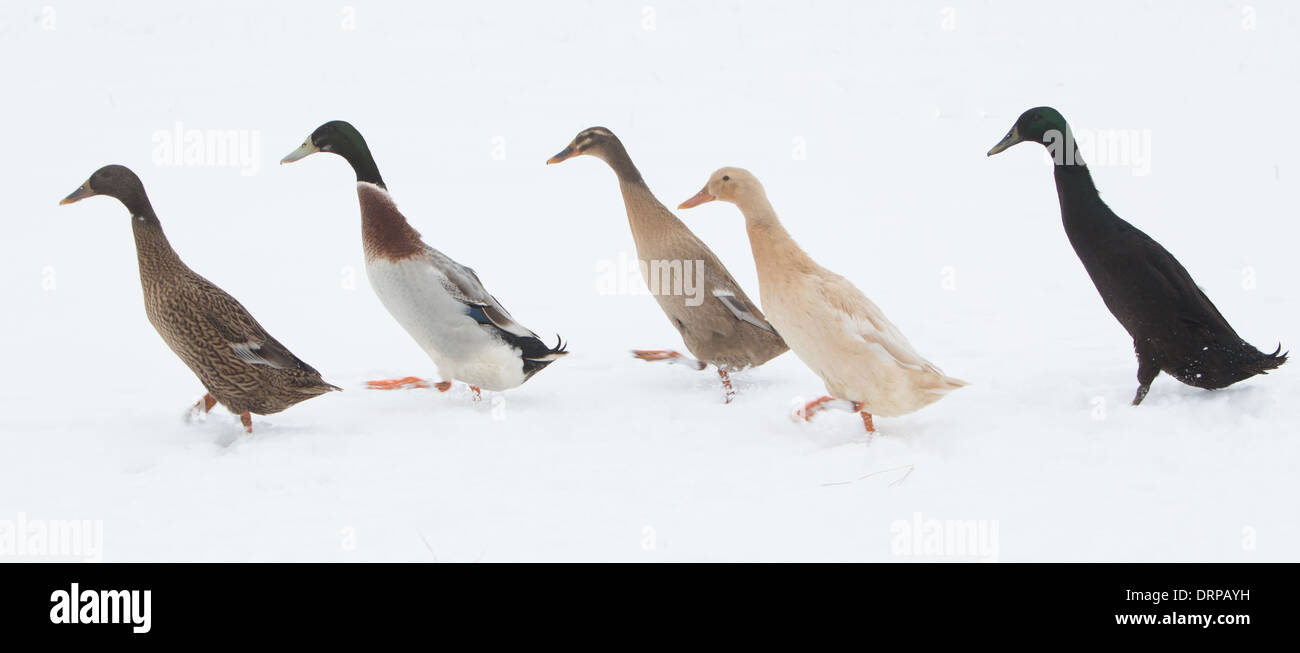 Indian Runner Ducks in the snow on a farm Stock Photo - Alamy