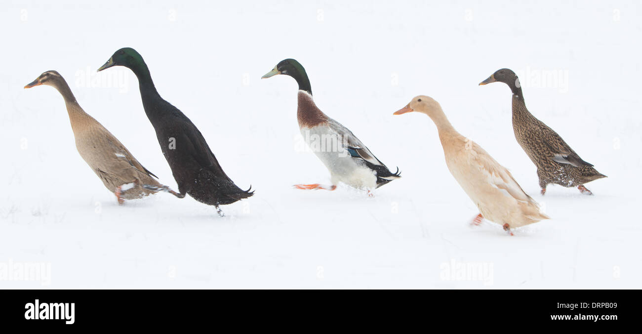 Indian runner ducks hi-res stock photography and images - Alamy
