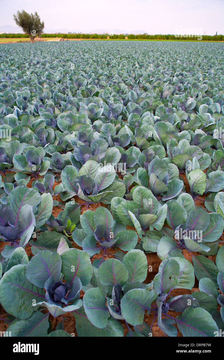 cabbage field lines in a row in Valencia Mediterranean spain Stock ...